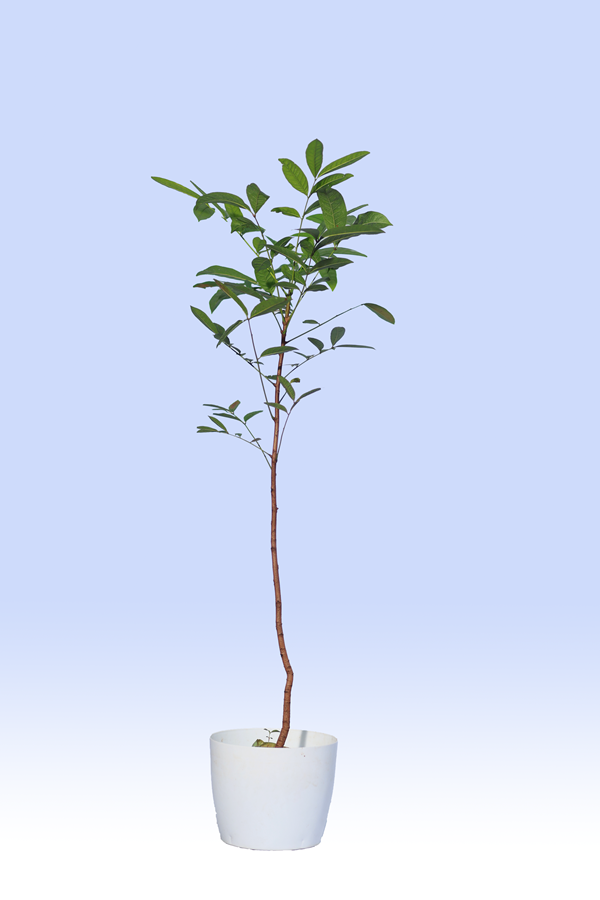 MAHOGANY - JK Nursery Garden